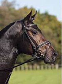 HW Farm proudly presents some information about Stallion Fuerst Romancier